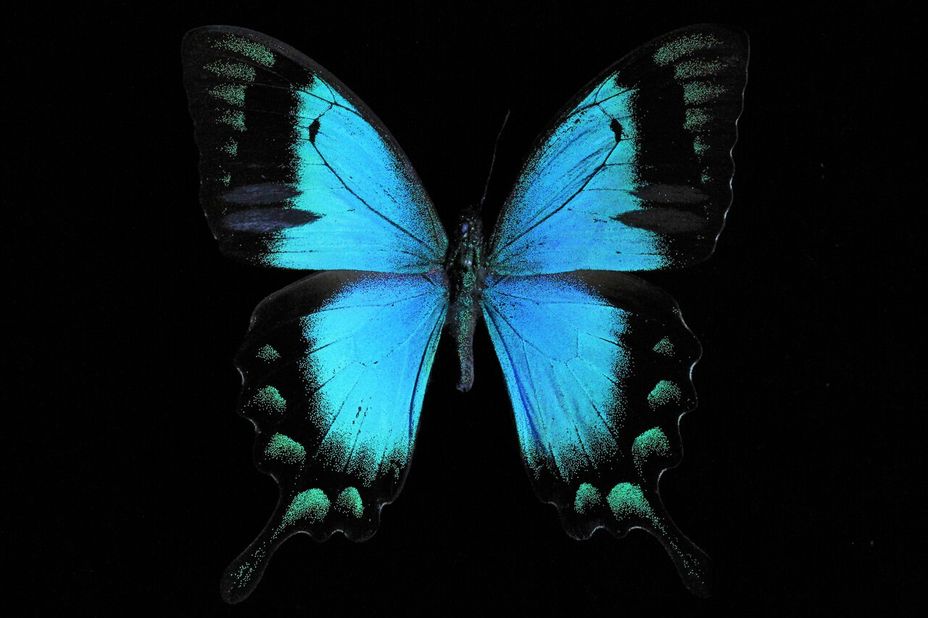 Metamorphosis | Signs, Symptoms, Support