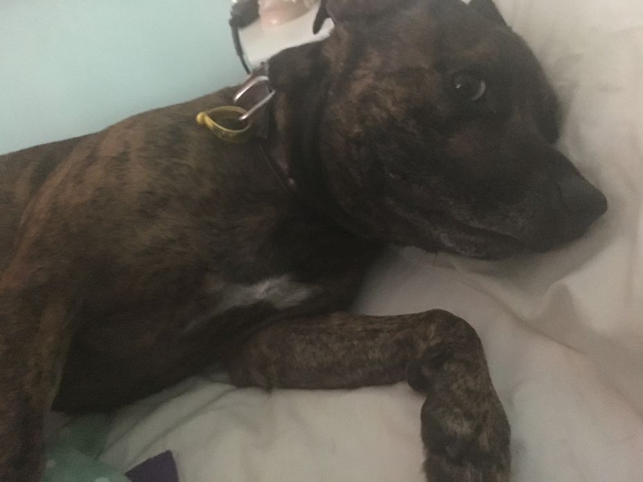 staffy | Signs, Symptoms, Support